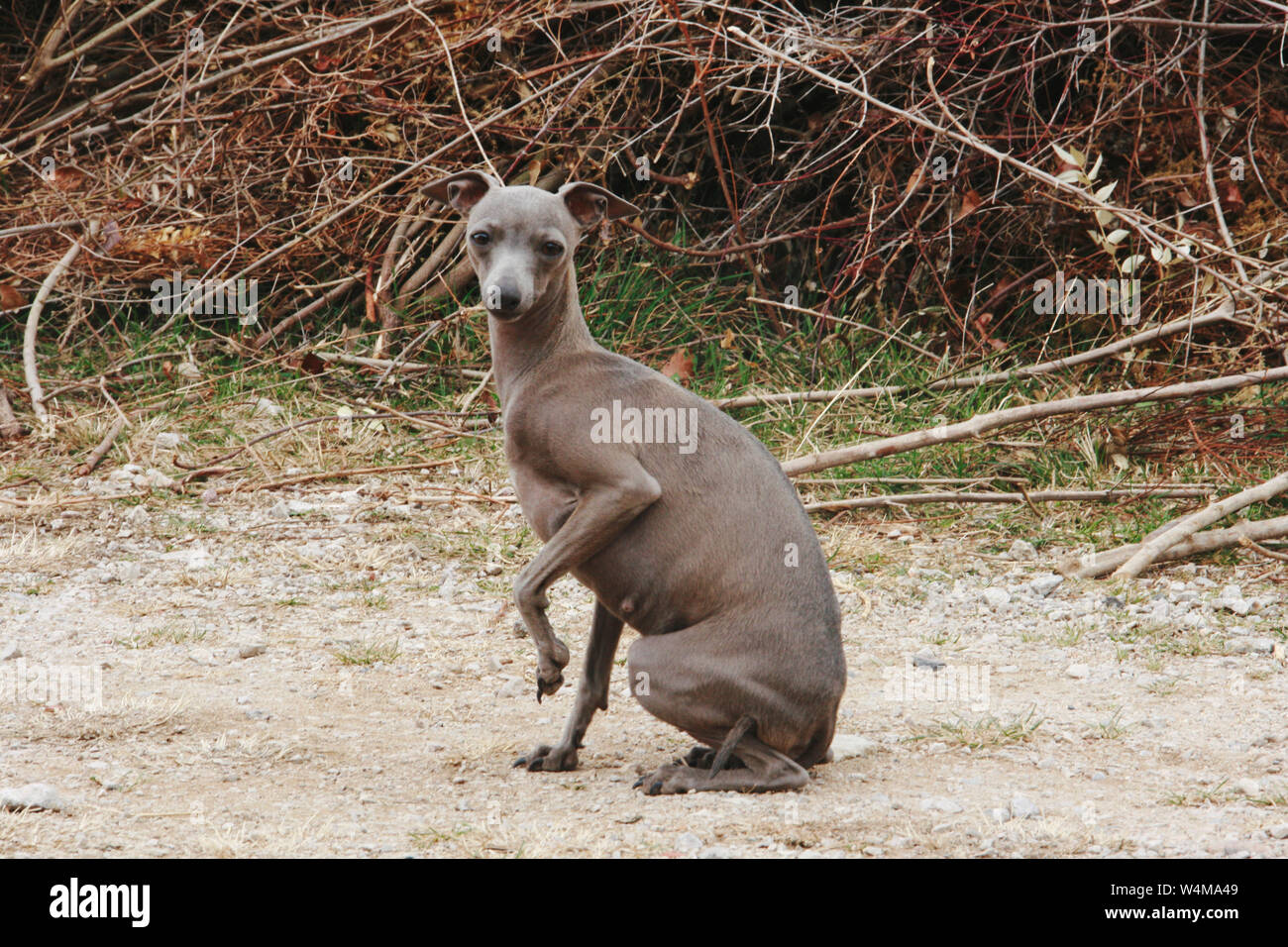 Italian greyhound hi-res stock photography and images - Alamy
