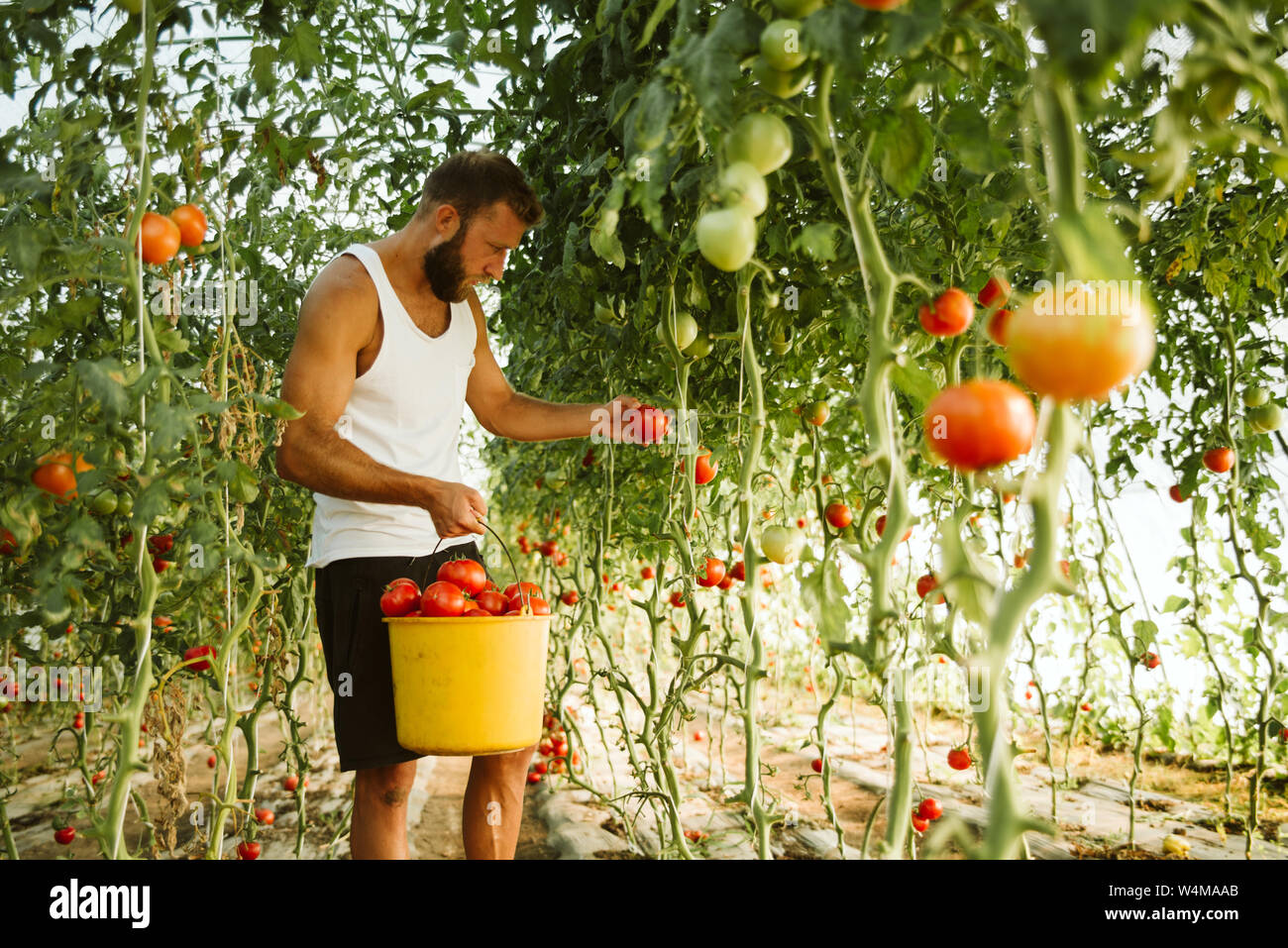 Organically grown produce without the pesticides Stock Photo - Alamy