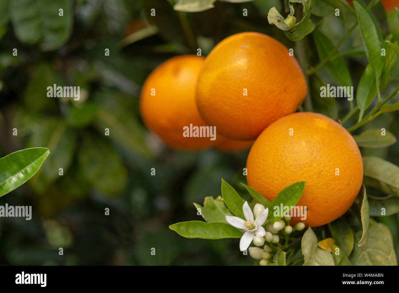Orange citrus fruit plantations on Peloponnese, Greece, new harvest of ...