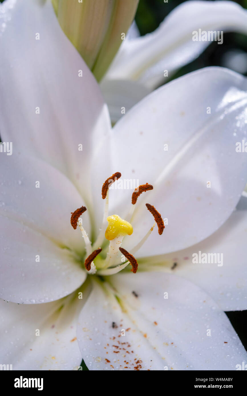 White lilium lily flowers, symbol of love and innocence close up Stock ...