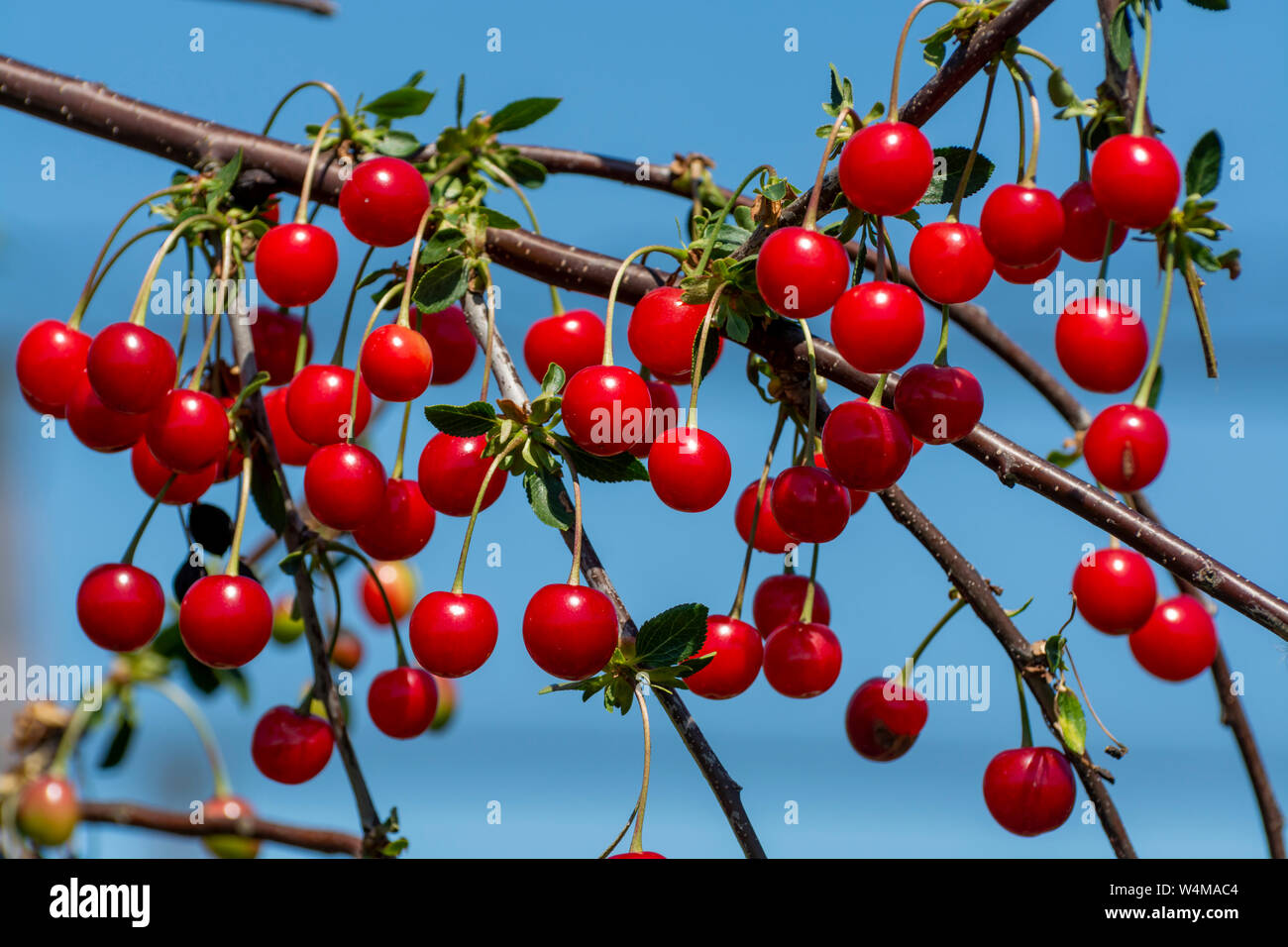 New Harvest Of Prunus Cerasus Sour Cherry Tart Or Dwarf Cherry In
