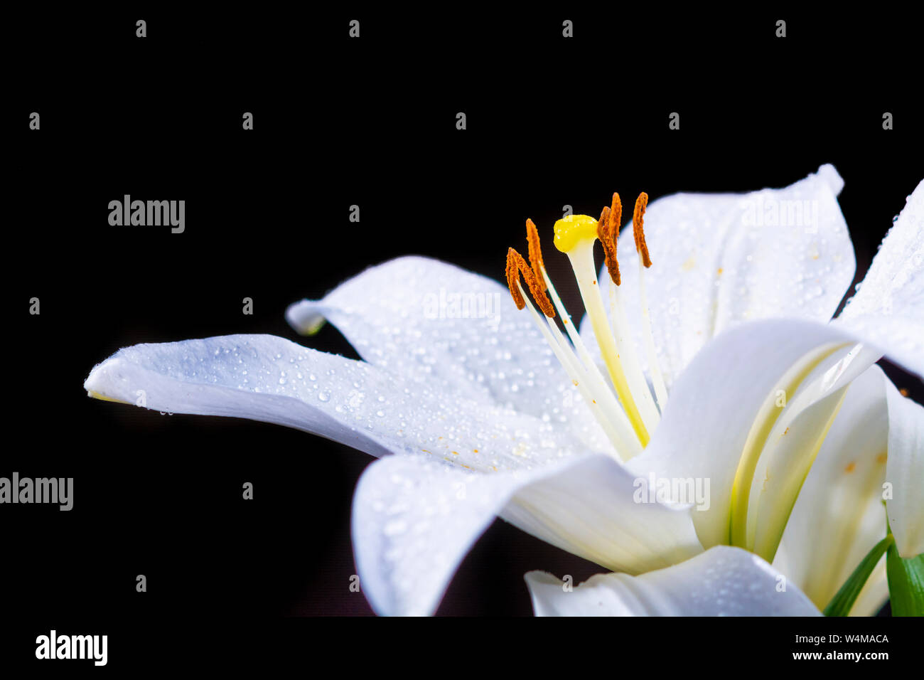White lilium lily flowers, symbol of love and innocence close up Stock ...