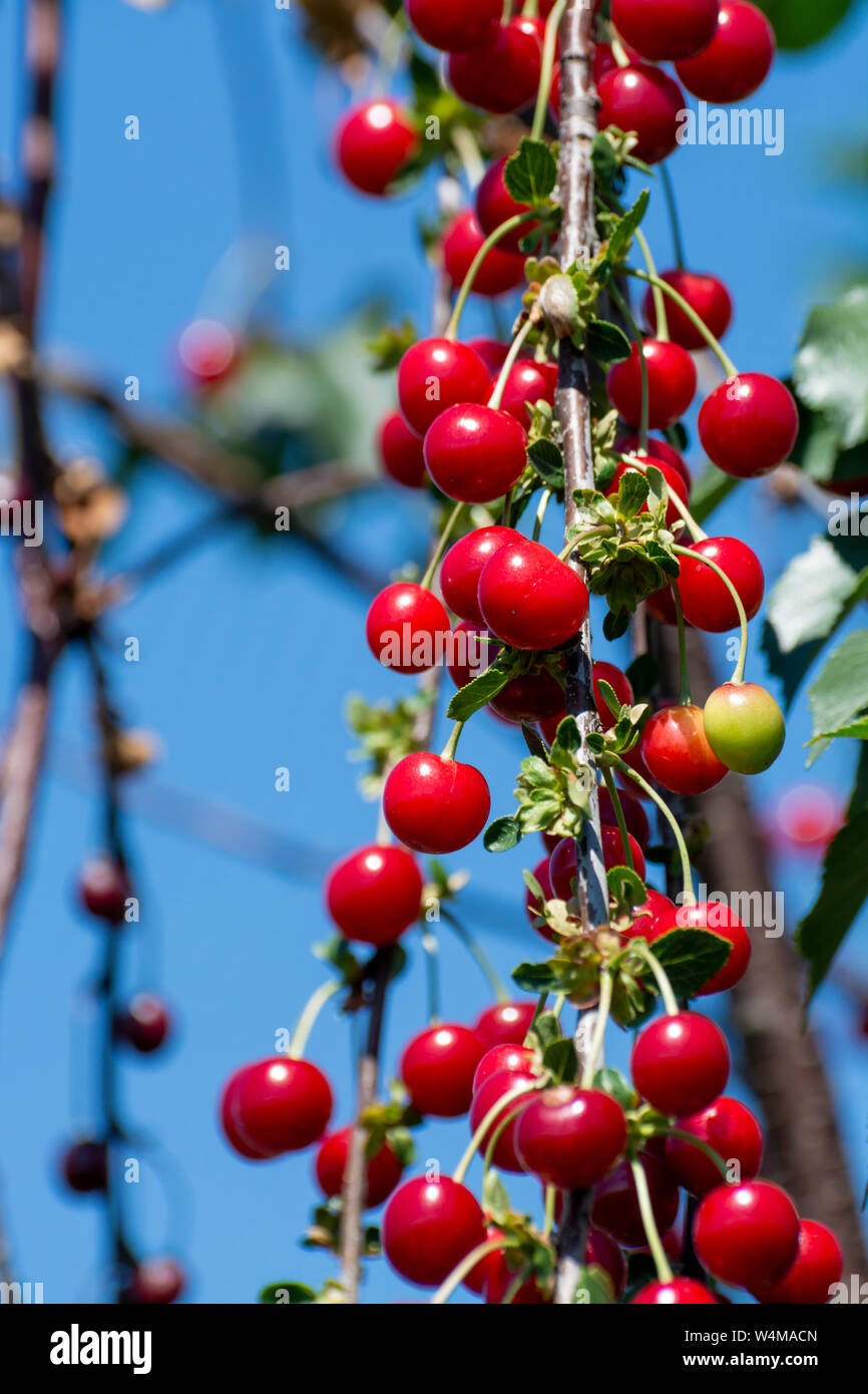 New Harvest Of Prunus Cerasus Sour Cherry Tart Or Dwarf Cherry In