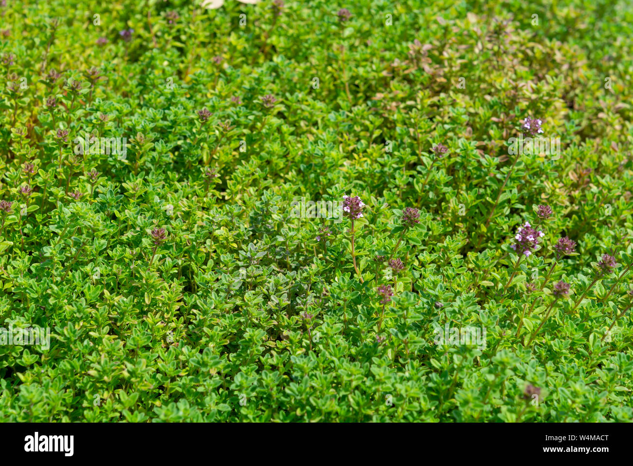 Italian kitchen aromatic herb thyme growing in garden, green nature ...