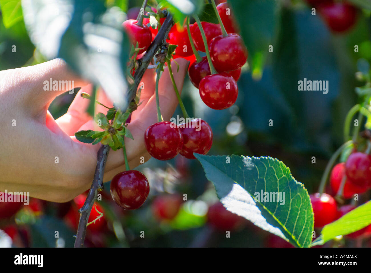 New Harvest Of Prunus Cerasus Sour Cherry Tart Or Dwarf Cherry In