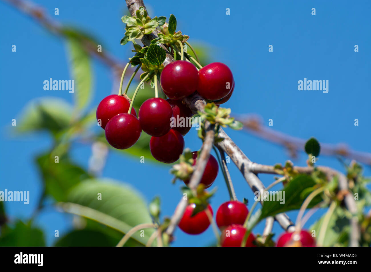 New Harvest Of Prunus Cerasus Sour Cherry Tart Or Dwarf Cherry In