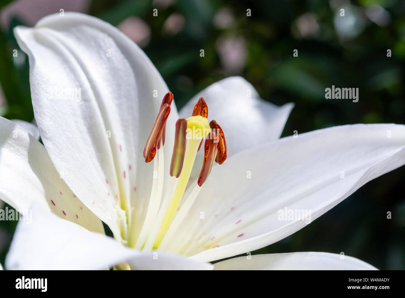 White lilium lily flowers, symbol of love and innocence close up Stock ...