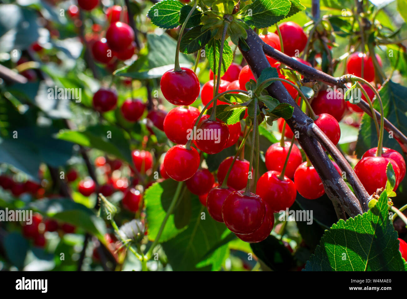 New Harvest Of Prunus Cerasus Sour Cherry Tart Or Dwarf Cherry In