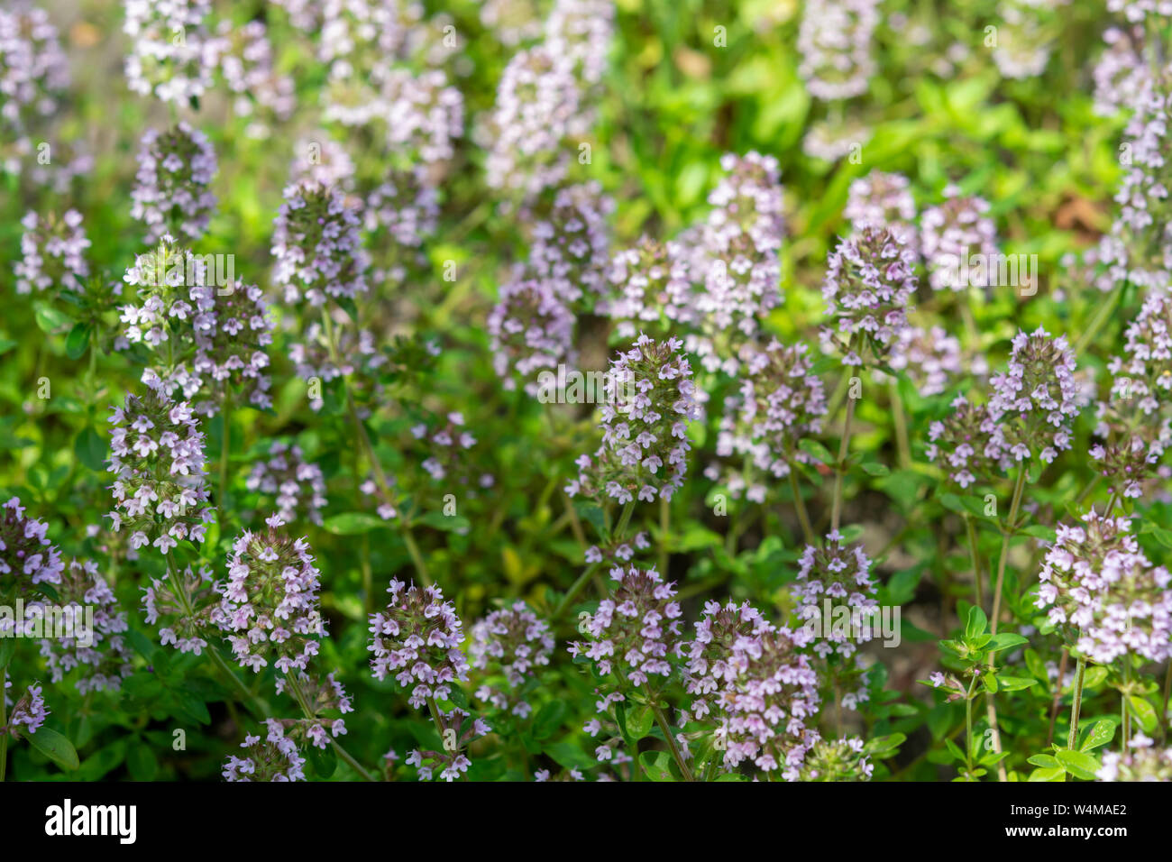 Italian kitchen aromatic herb thyme growing in garden, green nature ...