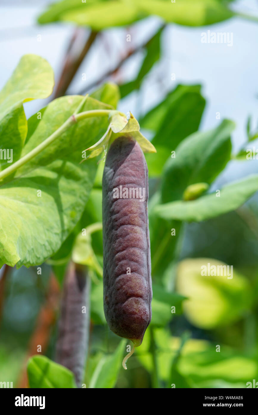 How to grow english peas hi-res stock photography and images - Alamy
