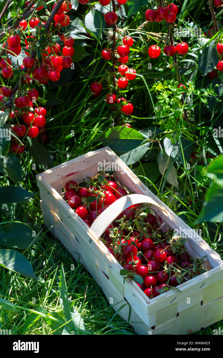 New Harvest Of Prunus Cerasus Sour Cherry Tart Or Dwarf Cherry In