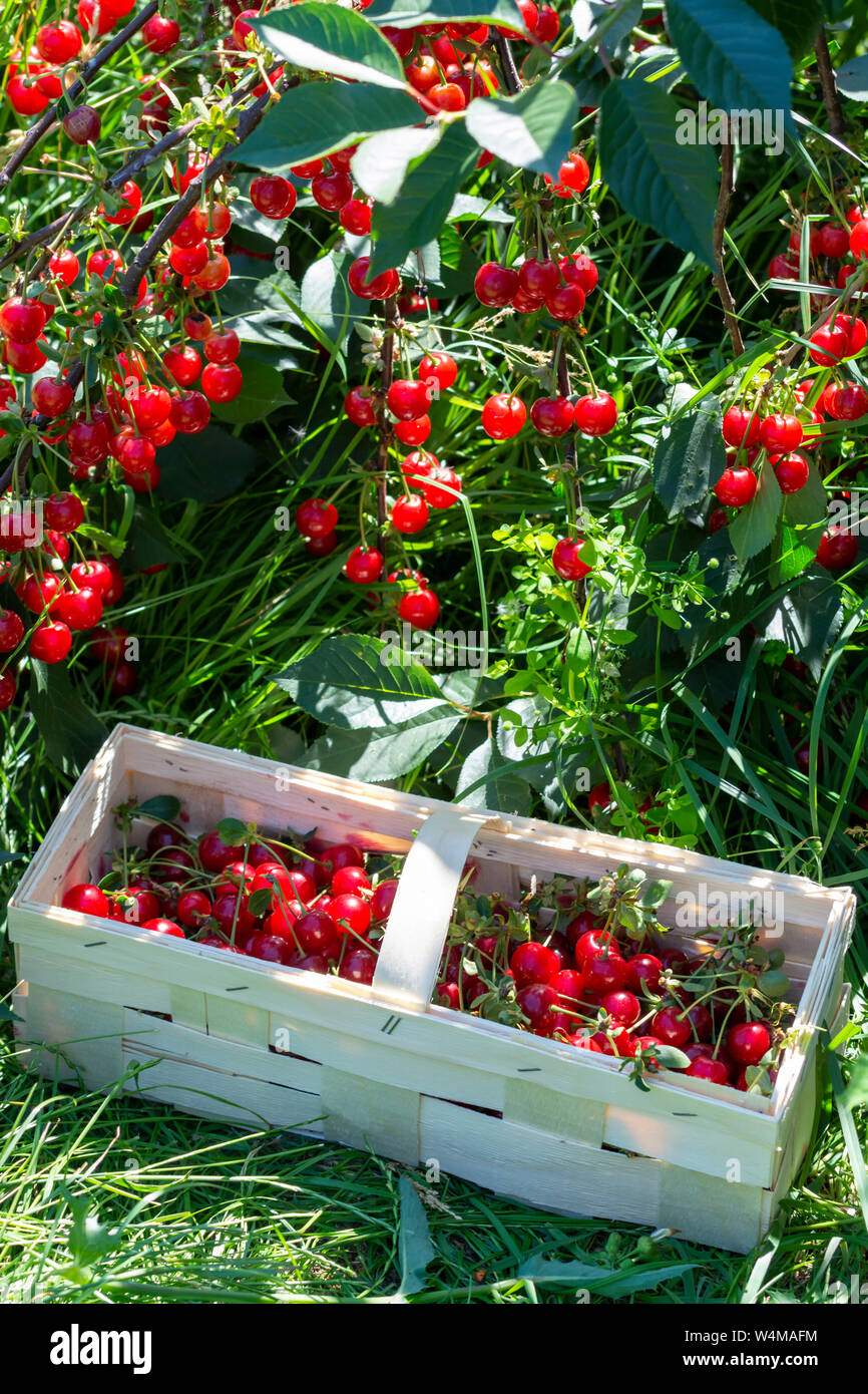 New harvest of Prunus cerasus sour cherry, tart or dwarf cherry in ...