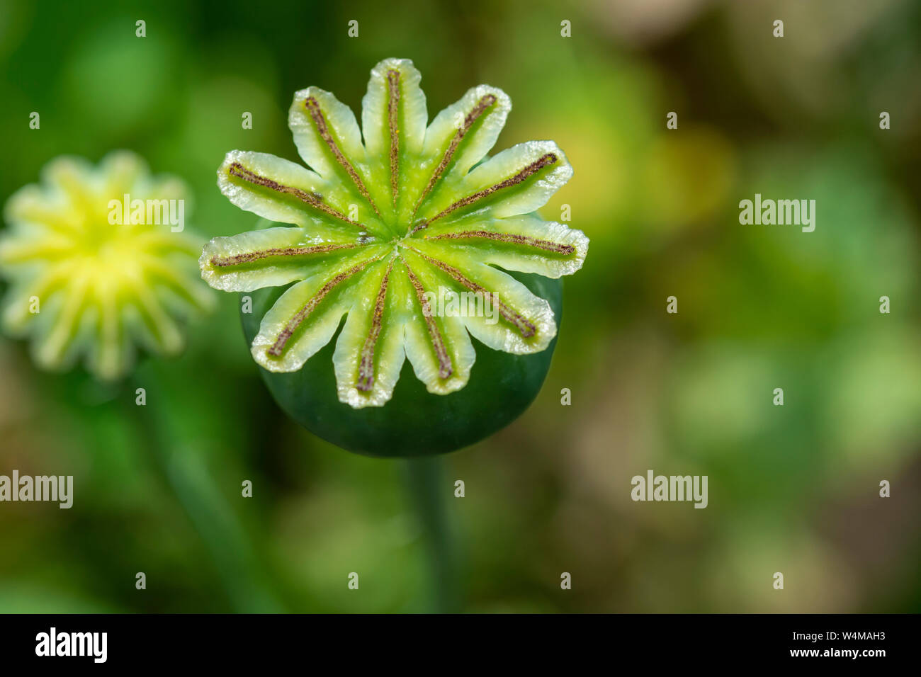 Opium poppy flower seeds capsule close up Stock Photo - Alamy