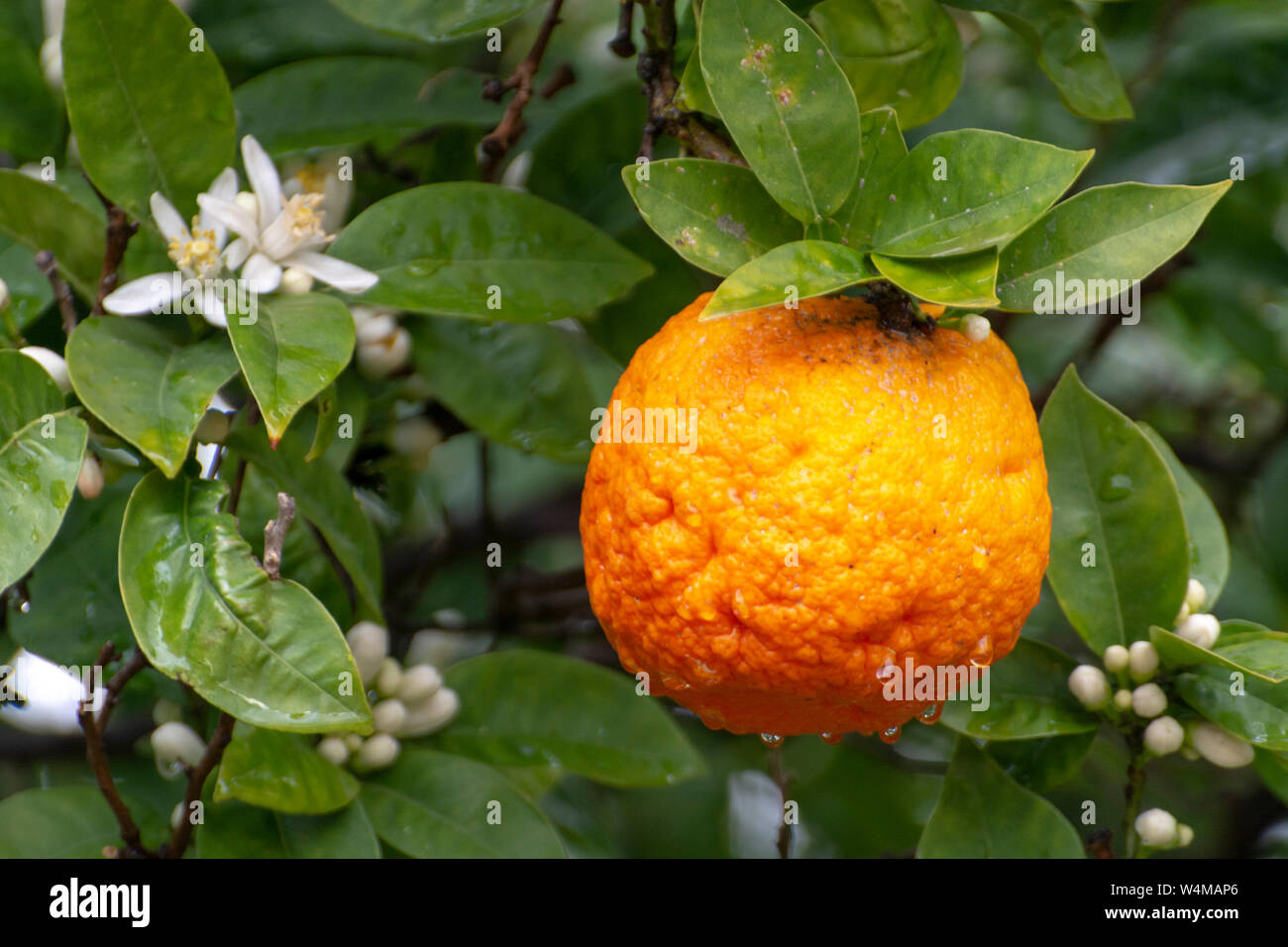 Citrus fruits of sour orange bergamot riping on blossoming thee close up Stock Photo - Alamy