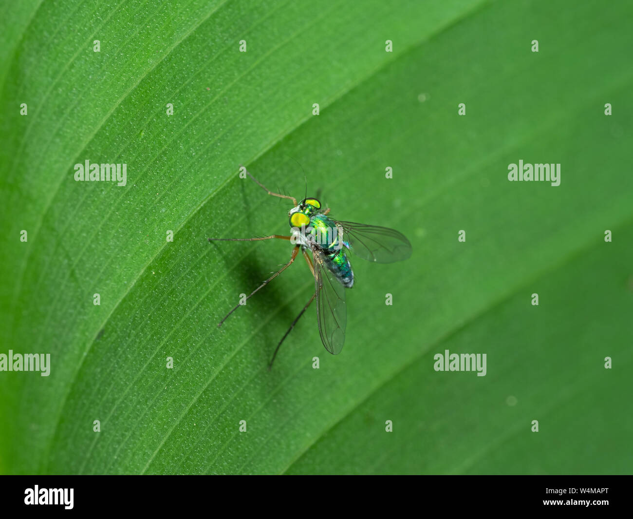 Macro Photography of Robber Fly on Green Leaf Stock Photo - Alamy