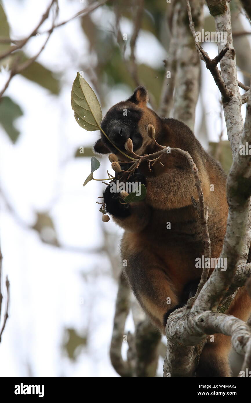 A Bennett's tree kangaroo rests high in a tree in a dry forest ...
