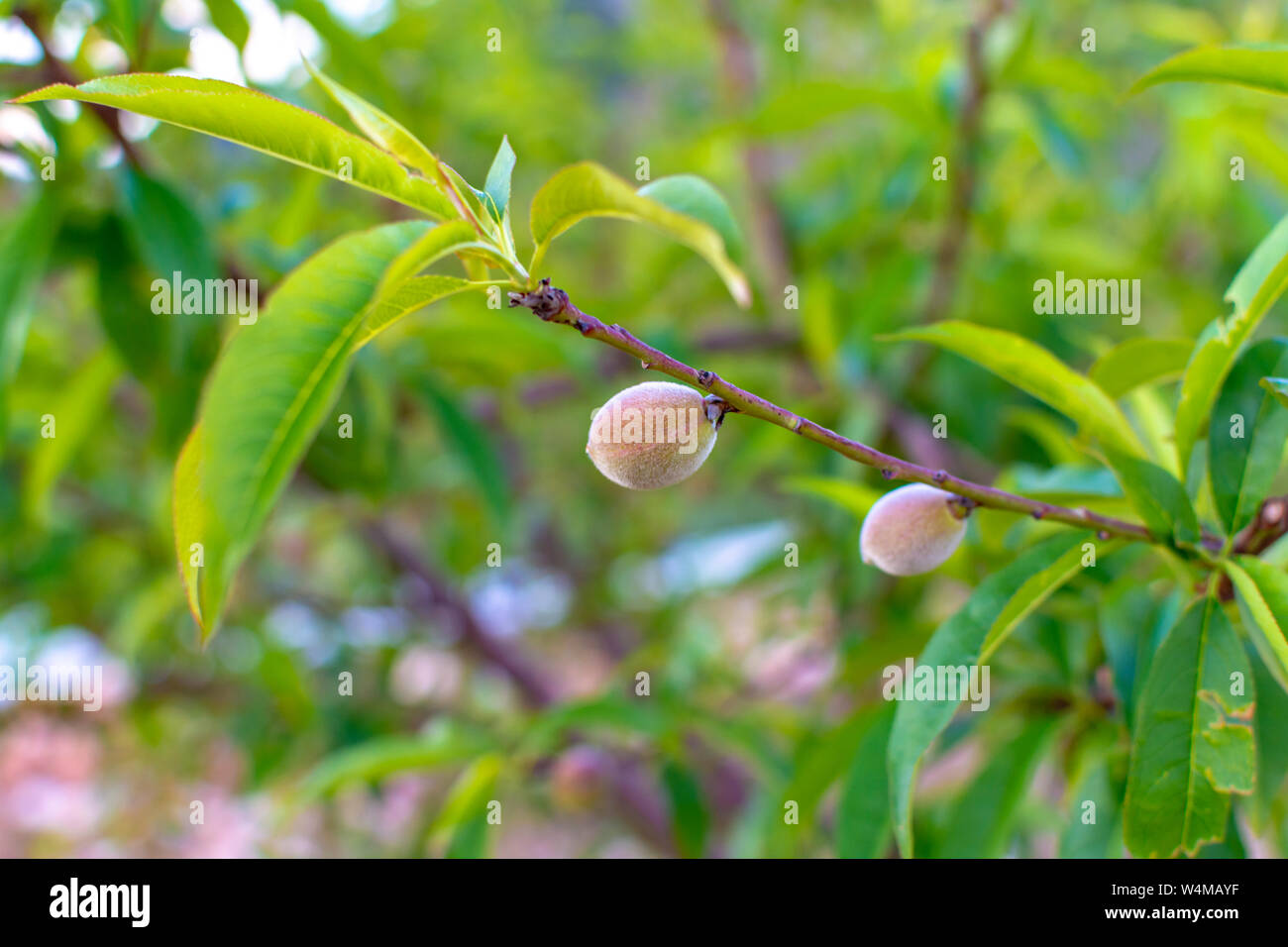 Small unripe apricots fruits riping on apricot tree in spring, farming ...