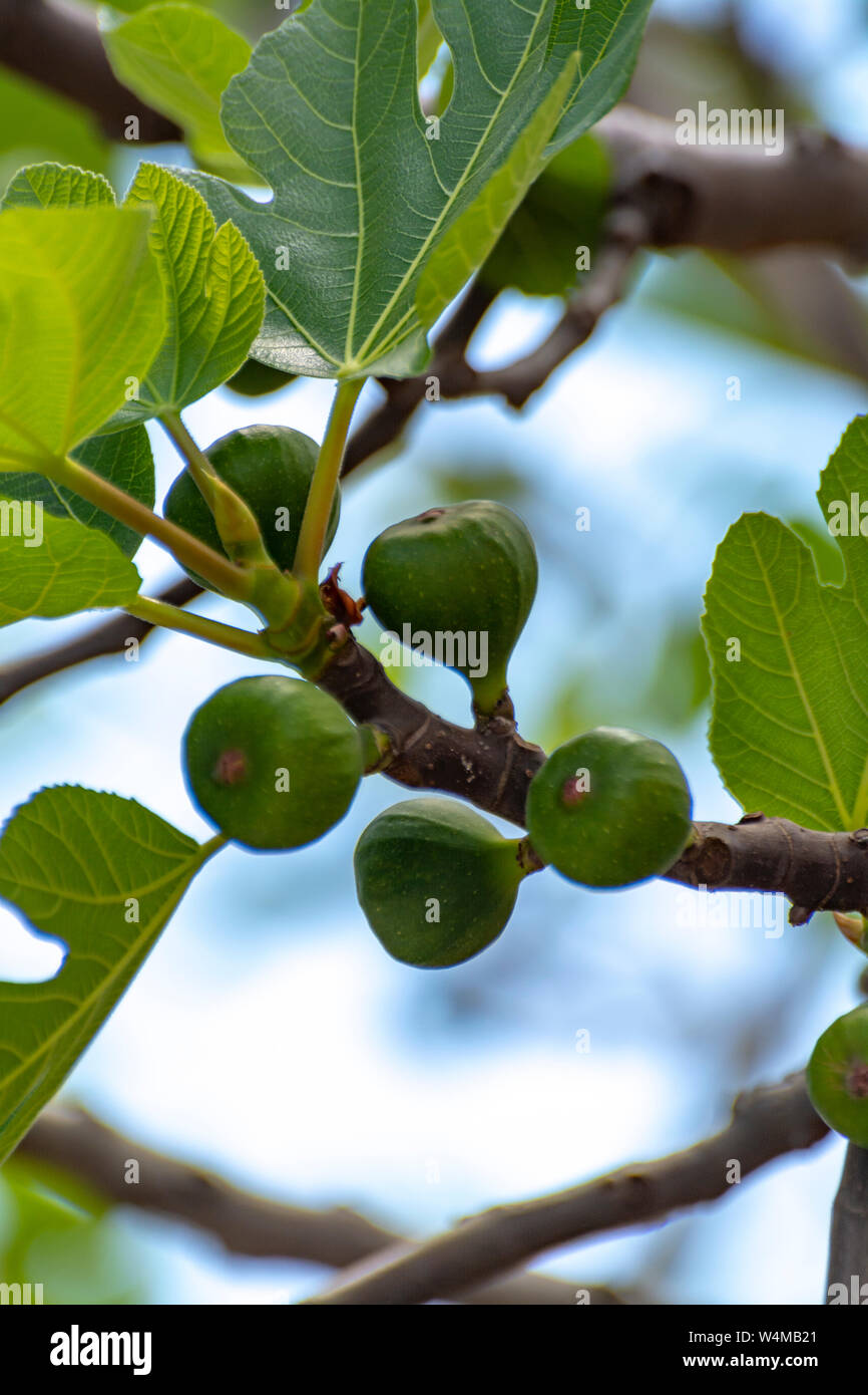 Fig tree italy spring hi-res stock photography and images - Alamy