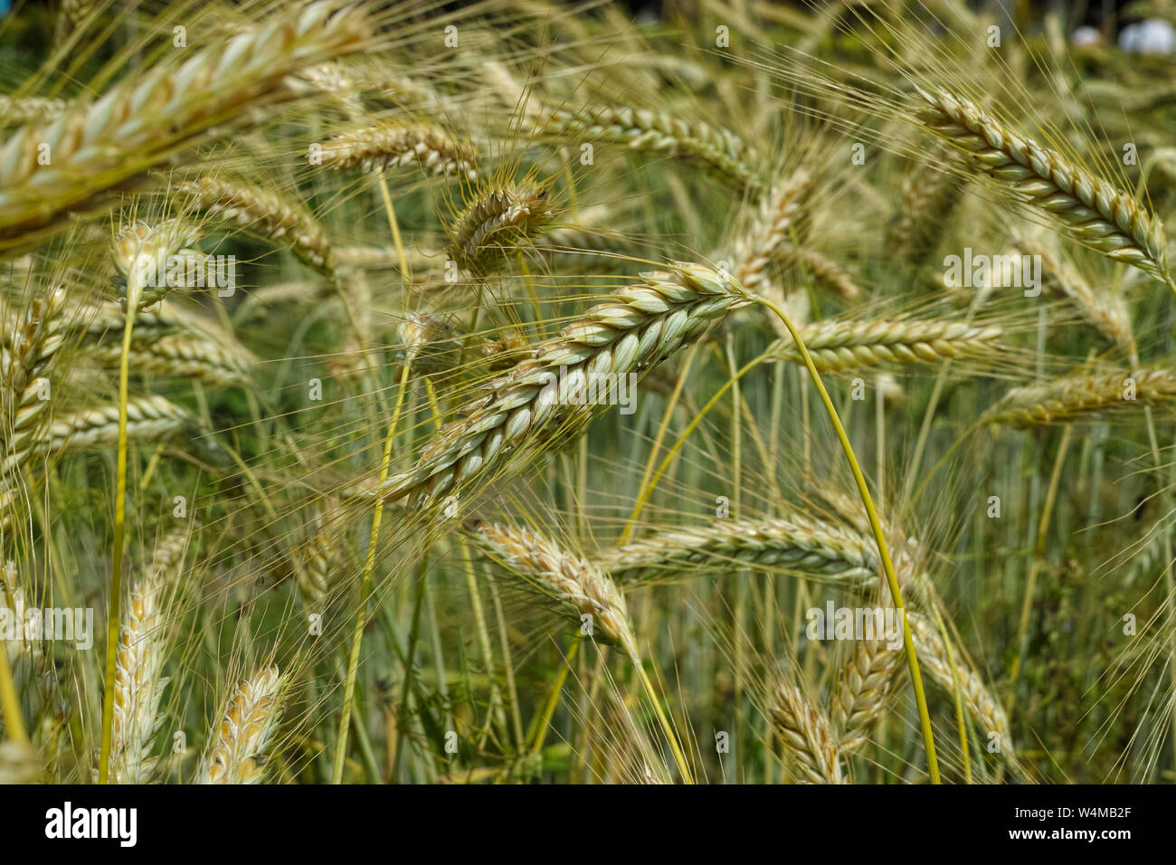 Ripe golden rye spikes on farm field close up Stock Photo - Alamy
