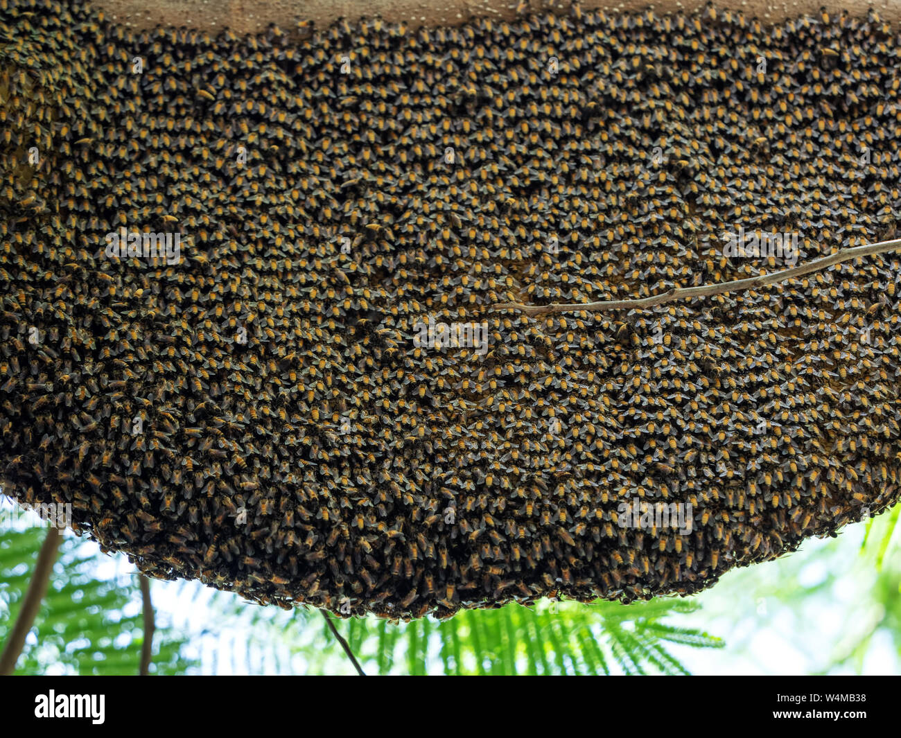Closeup Huge Beehive of Giant Honey Bees on a Branch Stock Photo - Alamy
