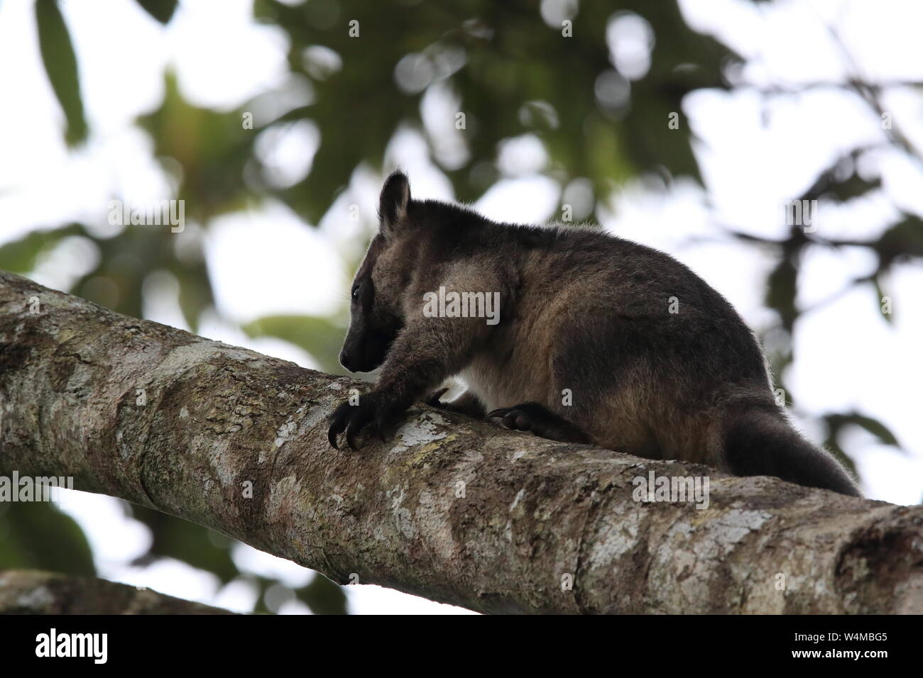 Bennetts tree kangaroo hi-res stock photography and images - Alamy