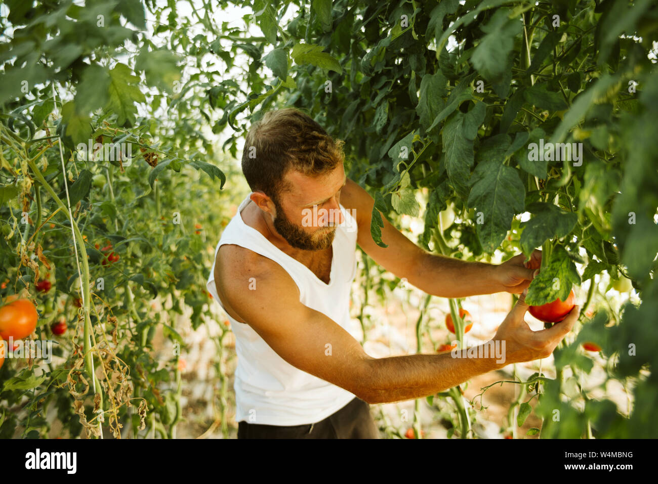 Organically grown produce without the pesticides Stock Photo - Alamy