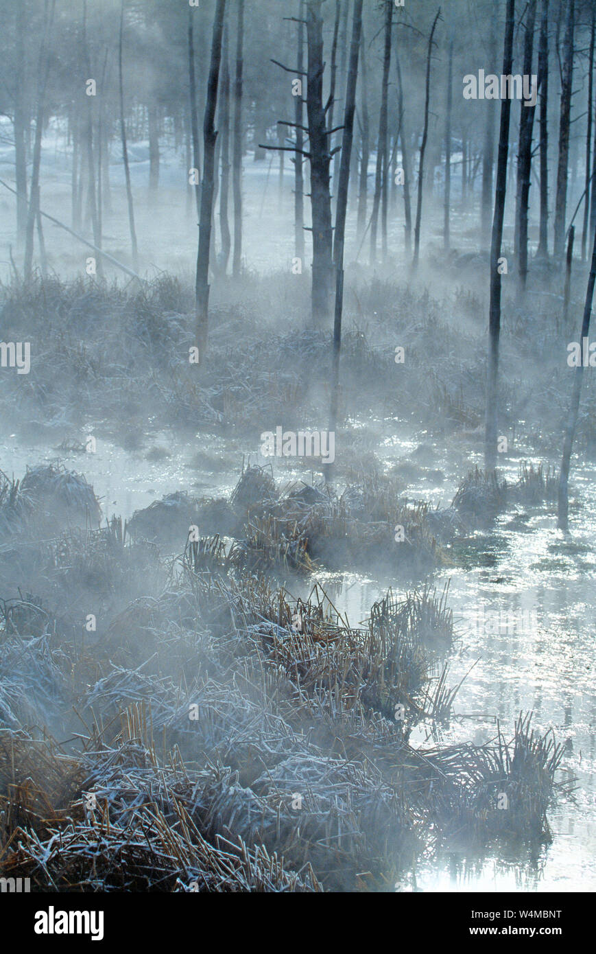 USA. Wyoming. Yellowstone National Park. Winter. Frosty scene of trees ...