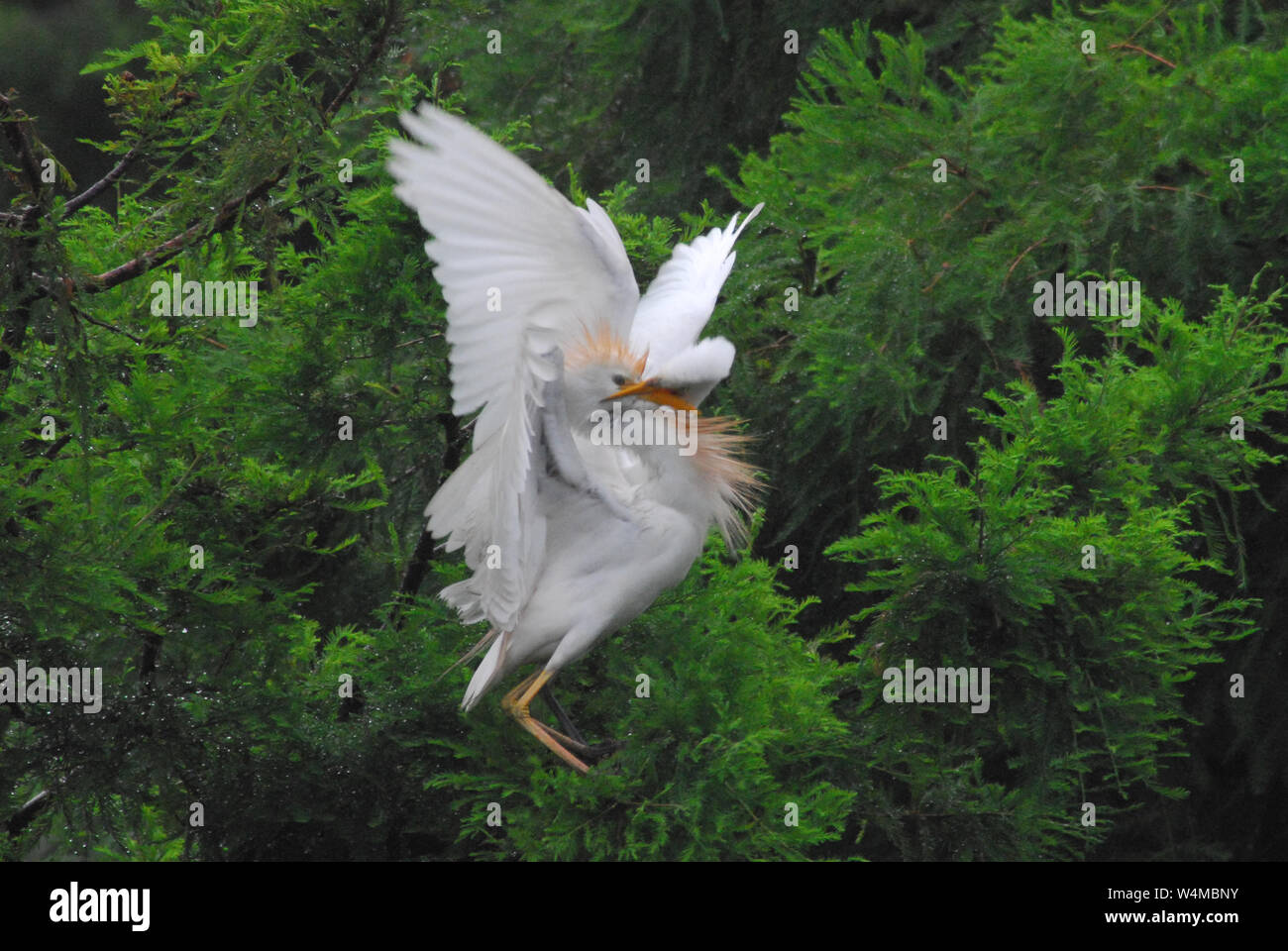 Australian egrets hi-res stock photography and images - Alamy
