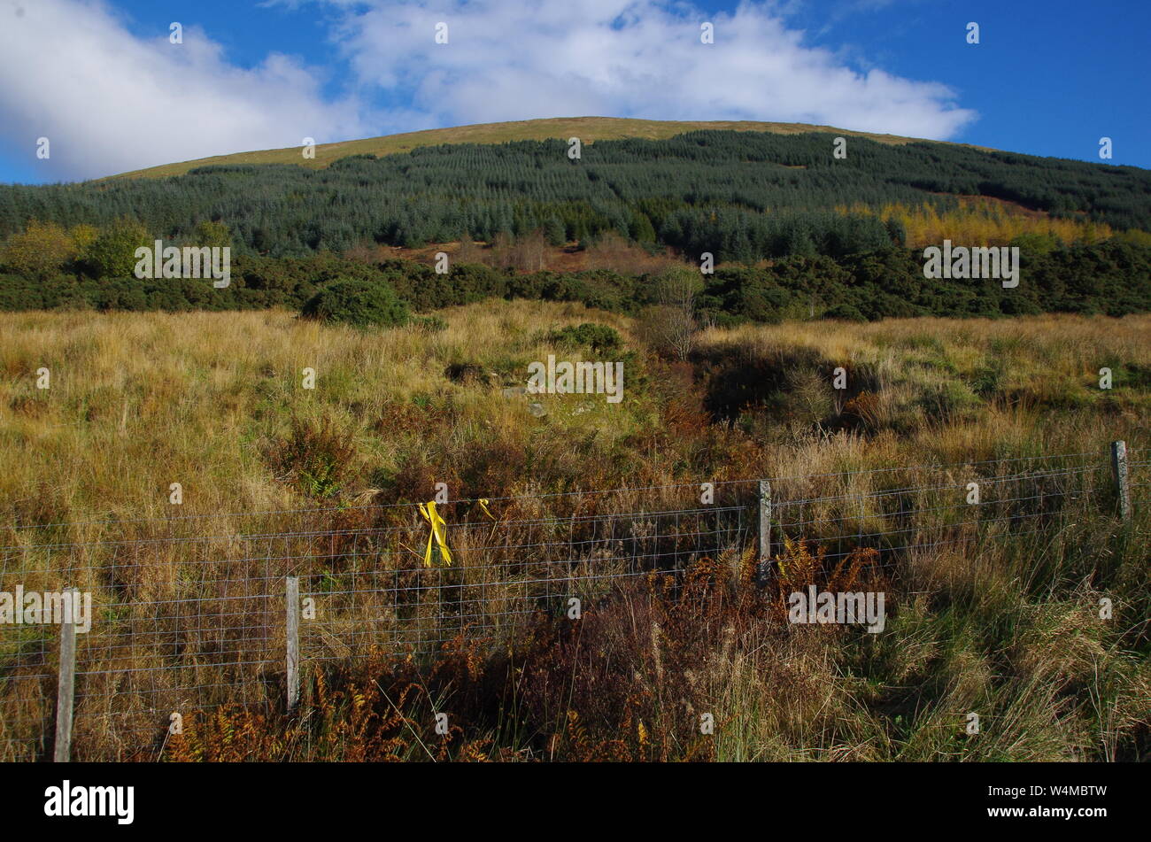 The Loch Lomond and Cowal Way. Cowal peninsula. Highlands. Scotland. UK ...