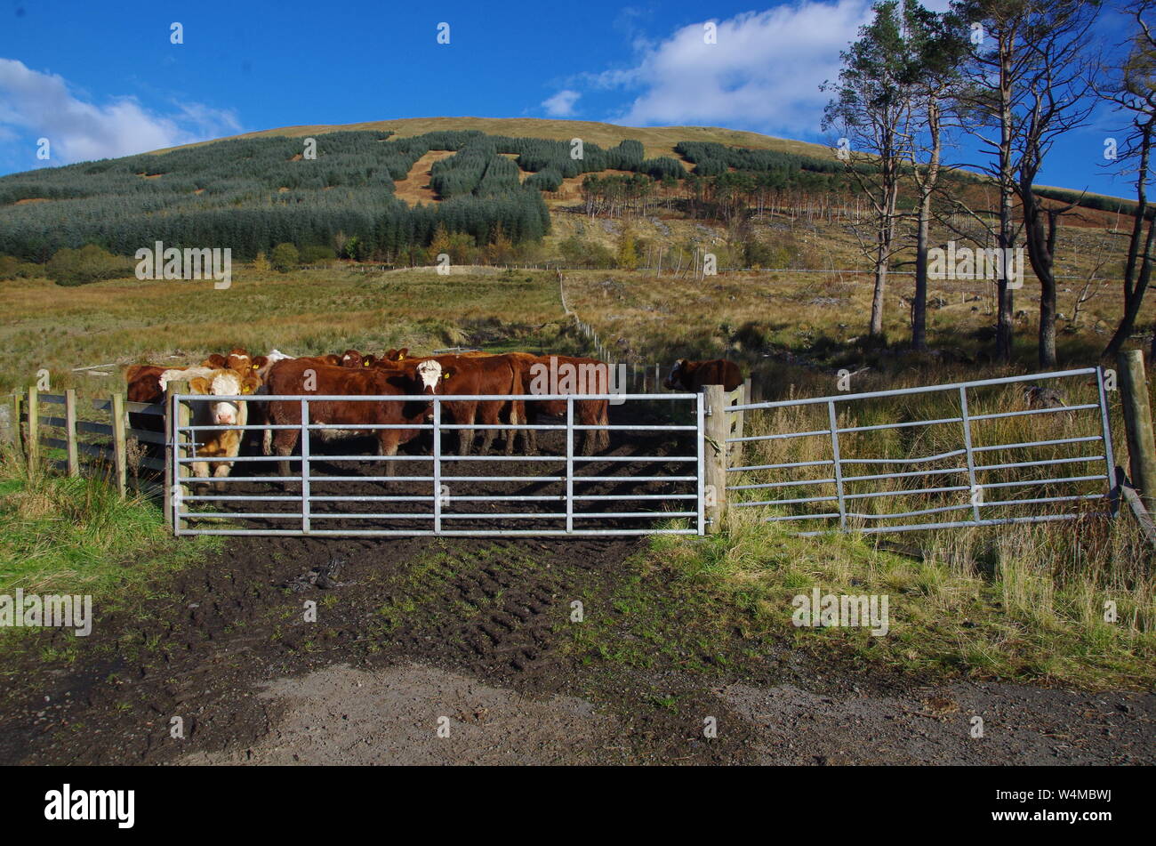 The Loch Lomond and Cowal Way. Cowal peninsula. Highlands. Scotland. UK ...