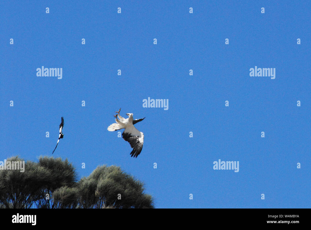 Australian Magpie attacking a larger White Bellied Sea Eagle in flight ...