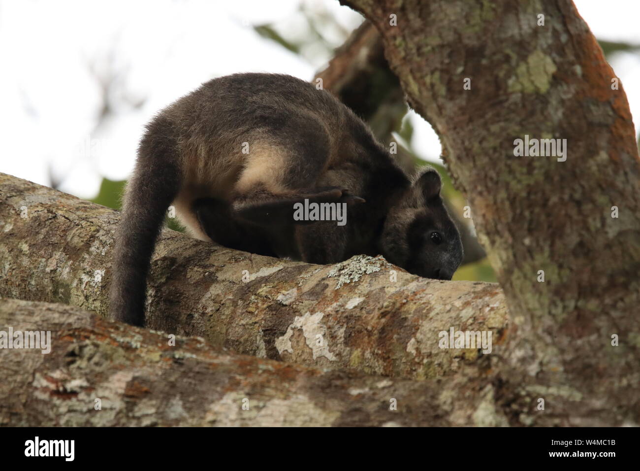 A Bennett's tree kangaroo cub high in a tree in a dry forest Queensland ...