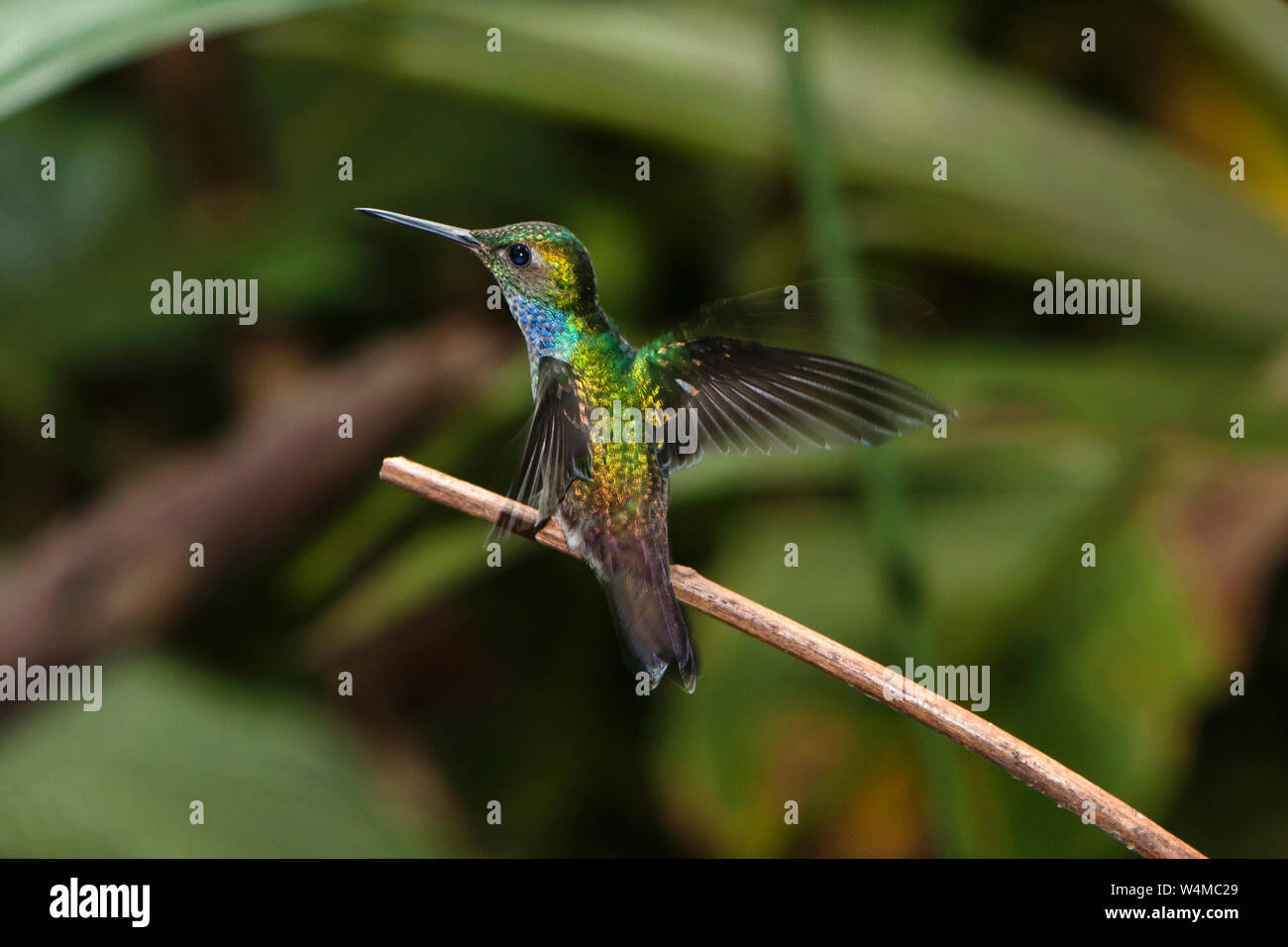 Animals, Birds, A male Blue-chested Hummingbird, Amazilia amabilis ...