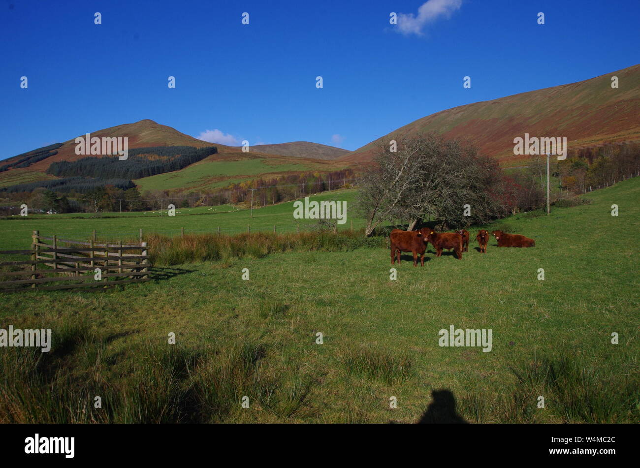 The Loch Lomond and Cowal Way. Cowal peninsula. Highlands. Scotland. UK ...