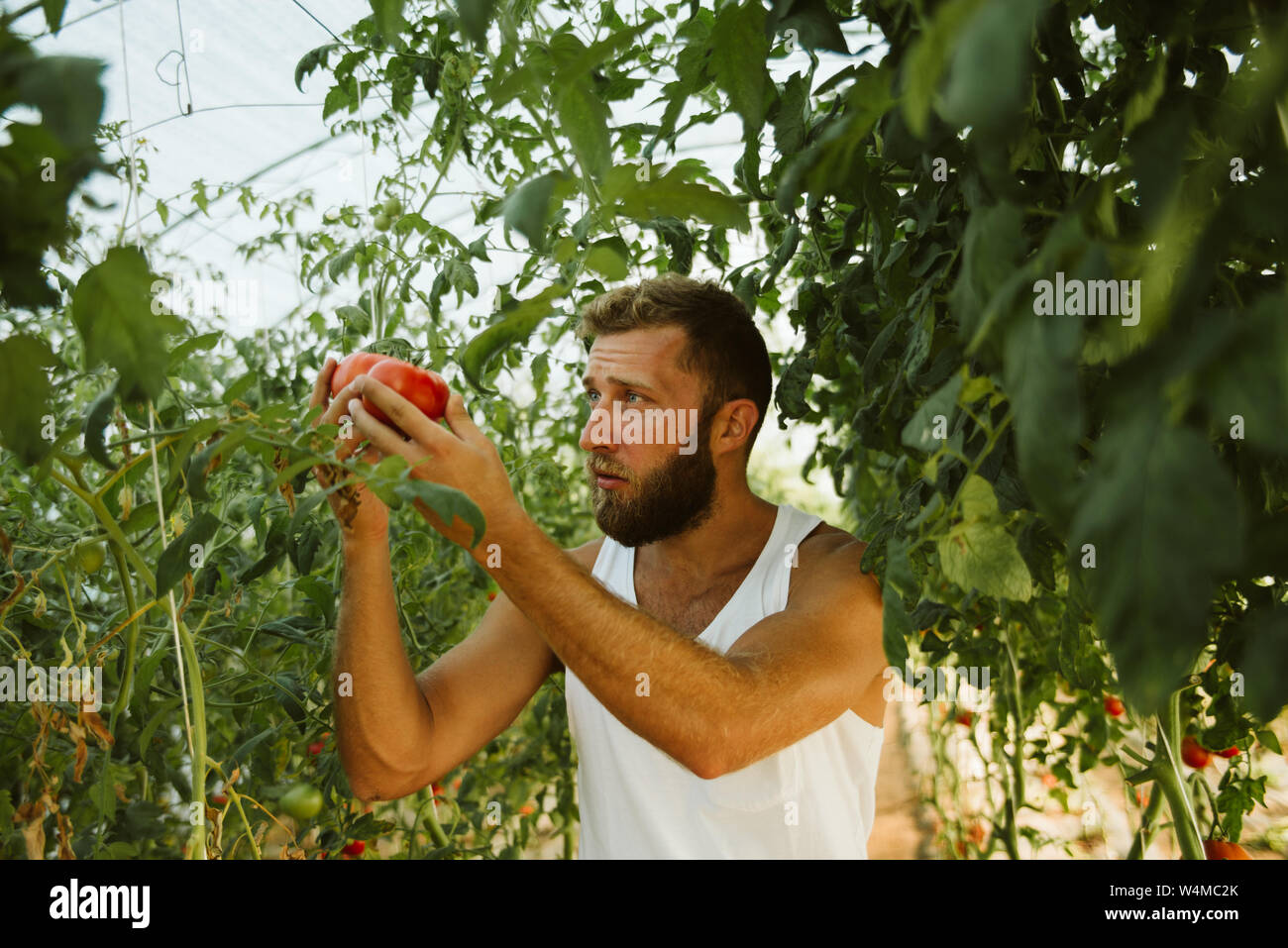 Organically grown produce without the pesticides Stock Photo - Alamy