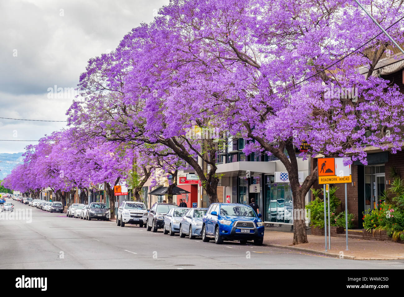 Jacaranda mimosifolia australia hi-res stock photography and images - Alamy