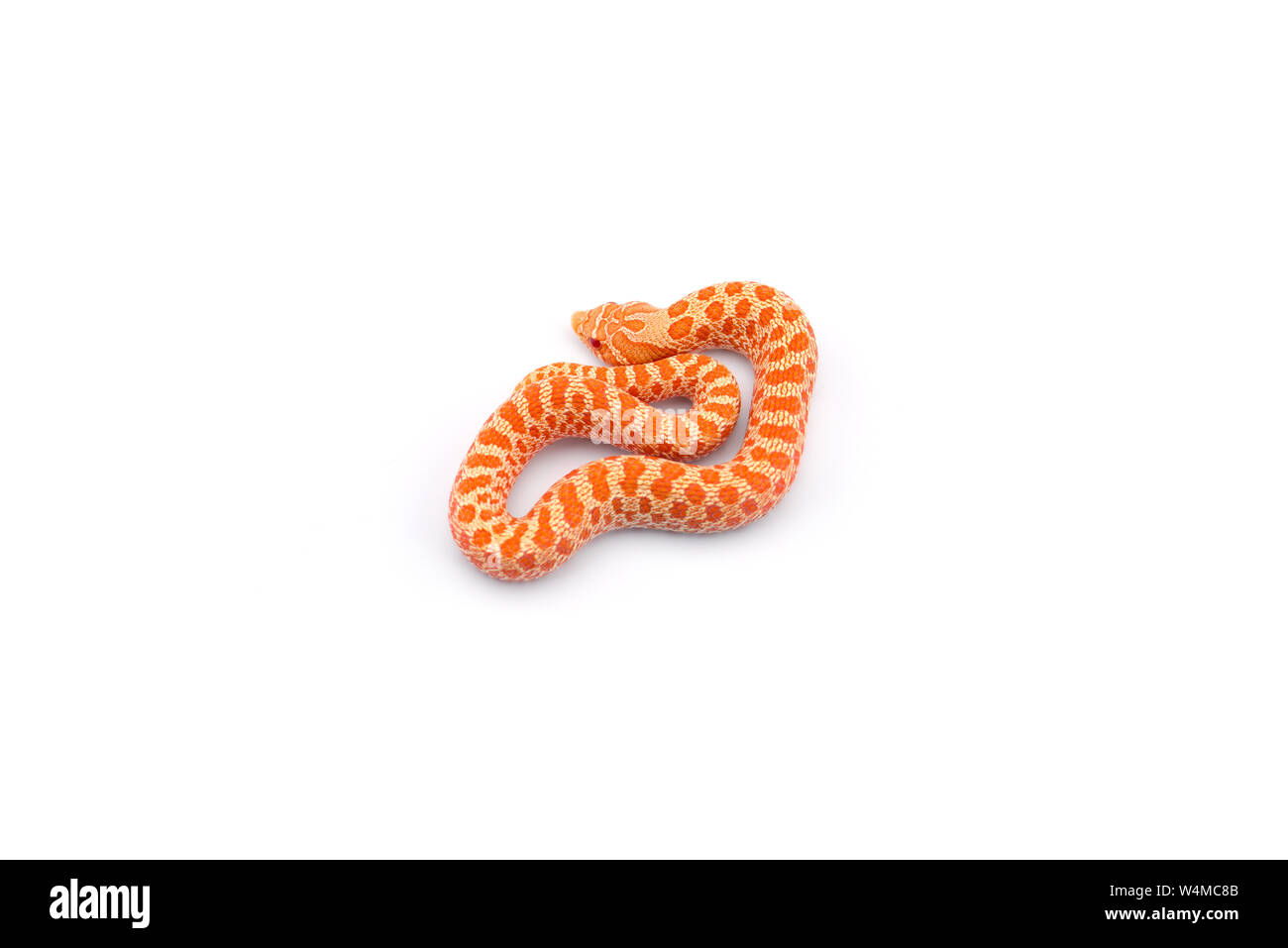 Albino hognose snake isolated on white background Stock Photo - Alamy