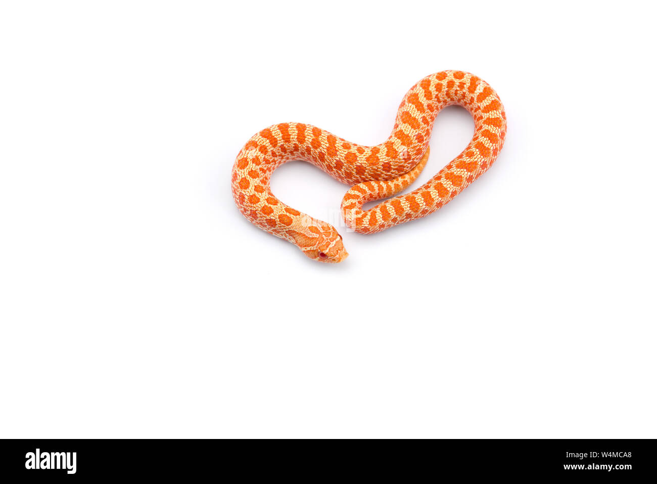 Albino hognose snake isolated on white background Stock Photo - Alamy