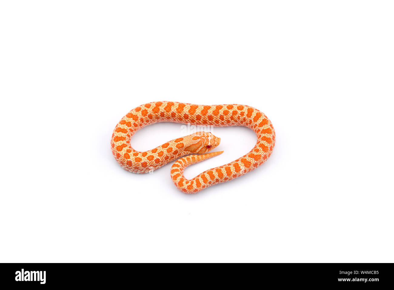 Albino hognose snake isolated on white background Stock Photo - Alamy