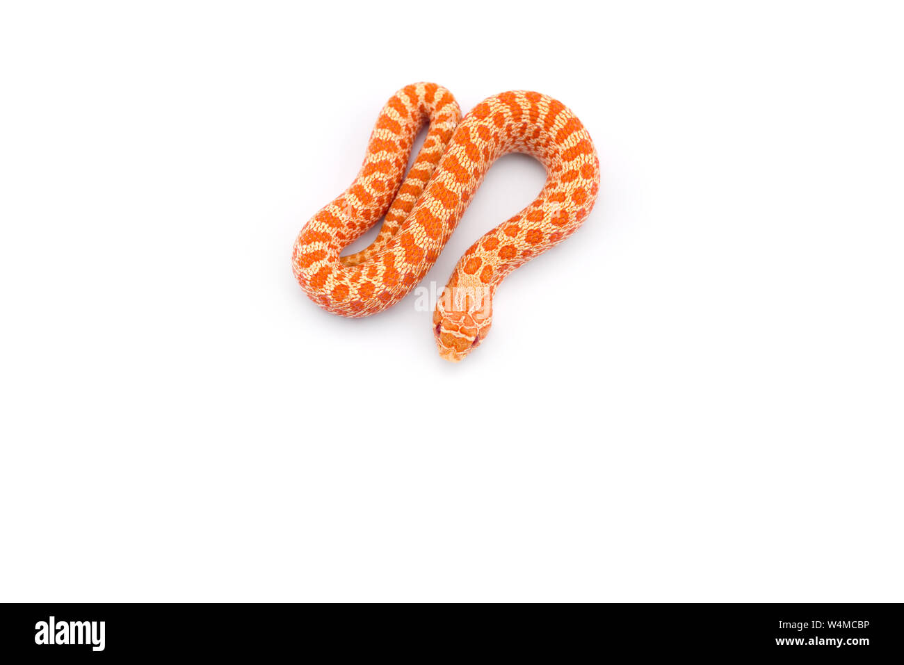 Albino hognose snake isolated on white background Stock Photo - Alamy