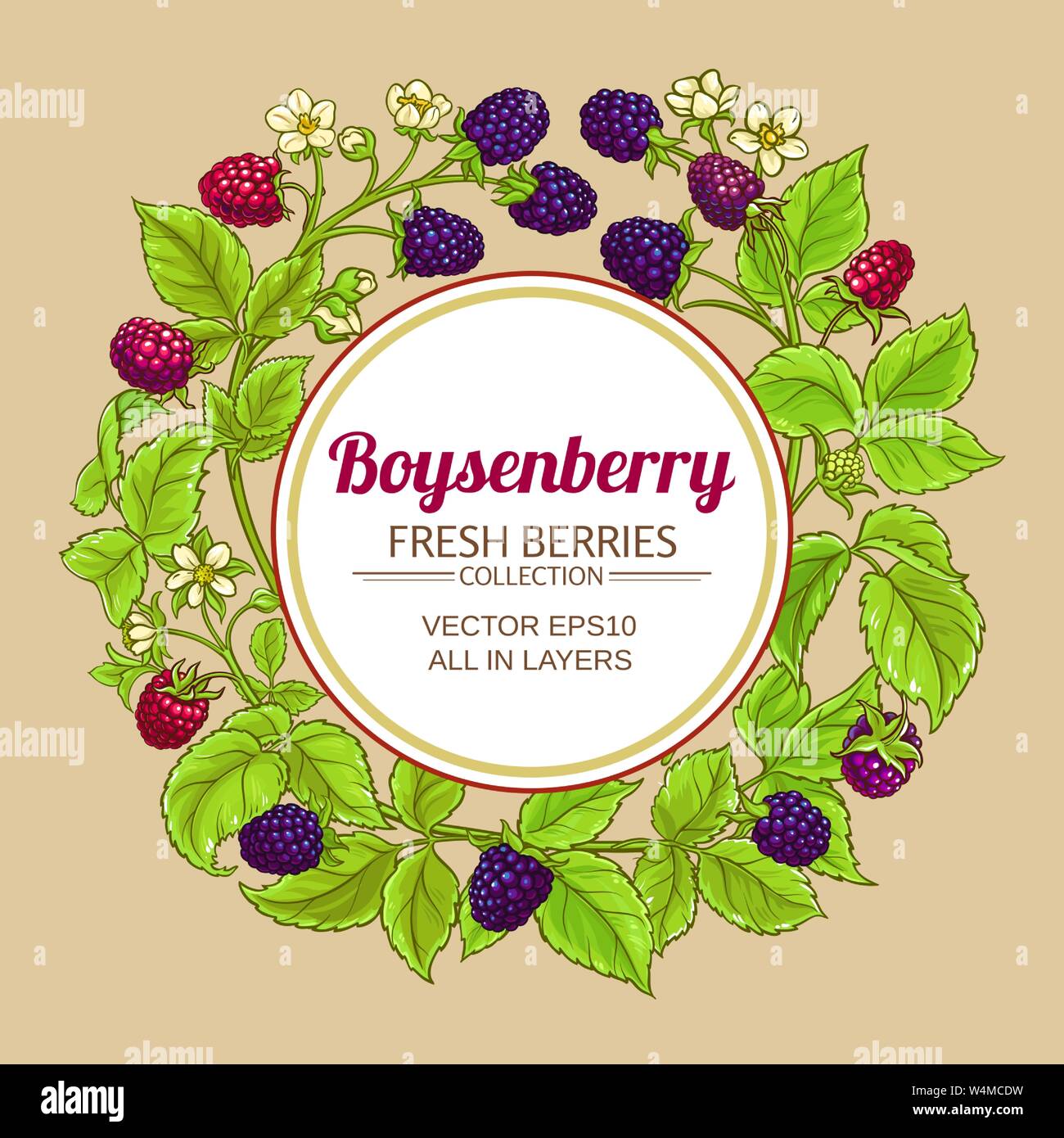 Boysenberry Stock Vector Images - Alamy