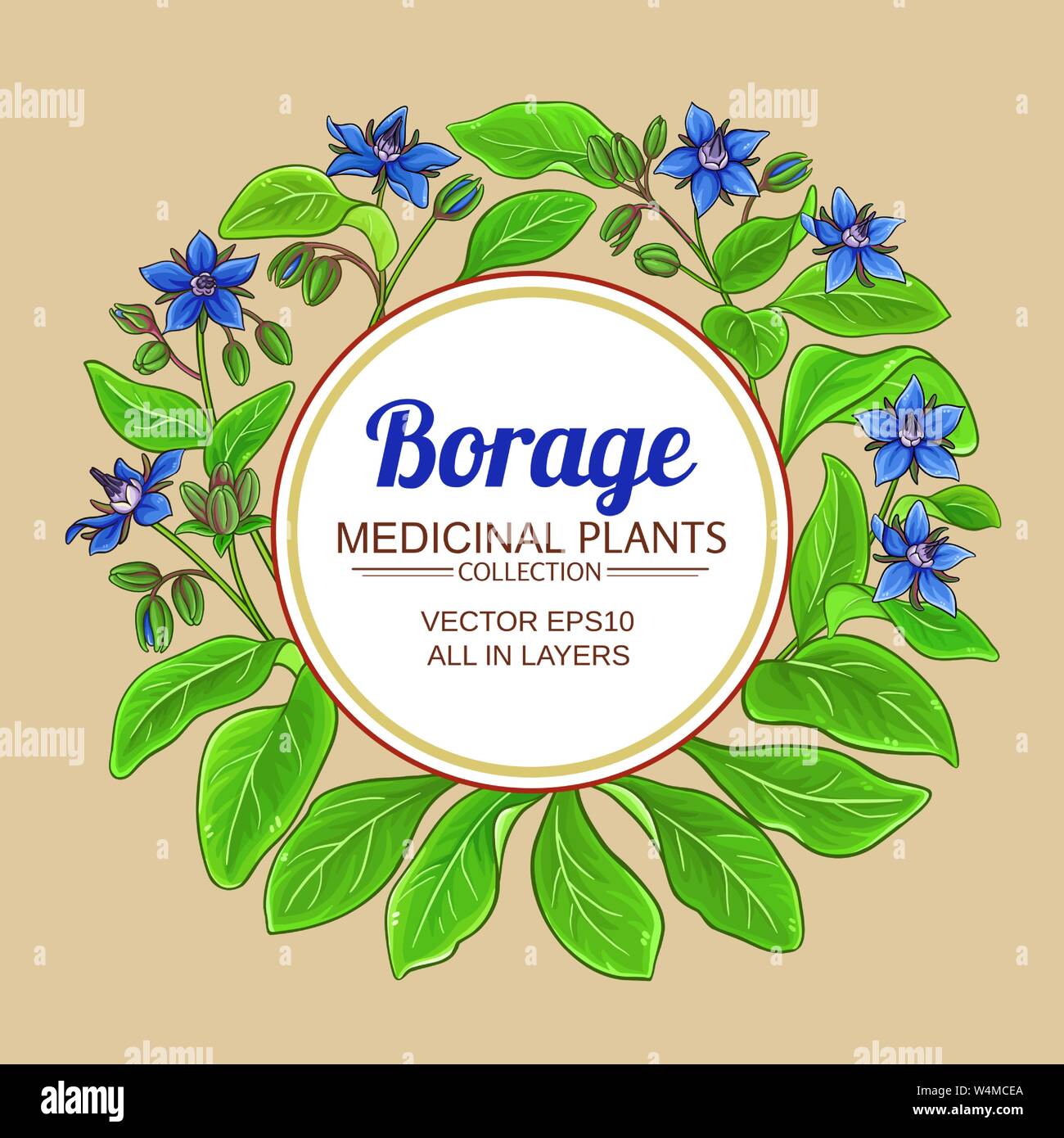 Borage leaf Stock Vector Images - Alamy