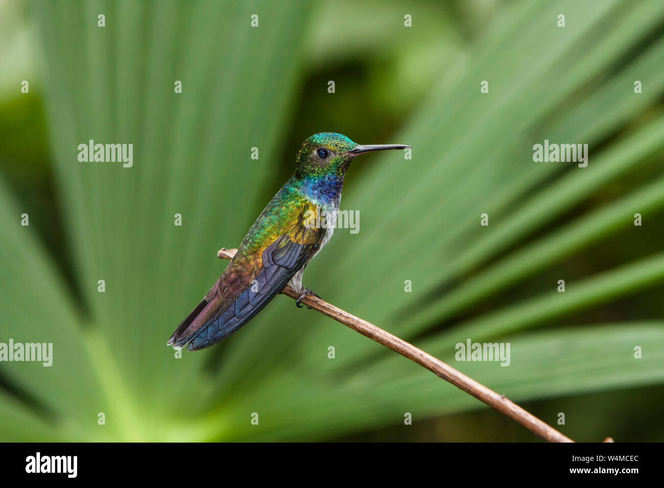 Panama rainforest discovery center hi-res stock photography and images ...