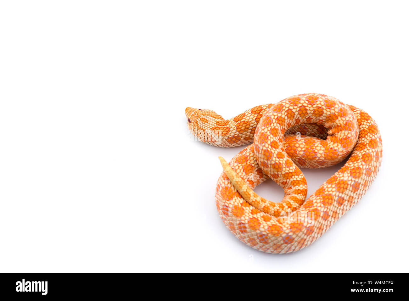 Albino hognose snake isolated on white background Stock Photo - Alamy