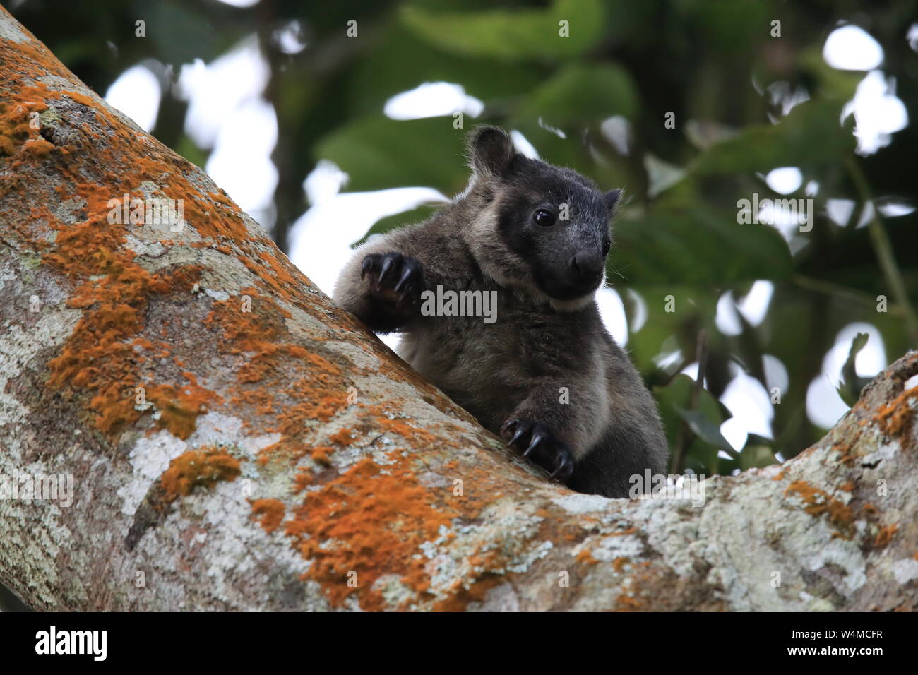 A Bennett's tree kangaroo cub high in a tree in a dry forest Queensland ...