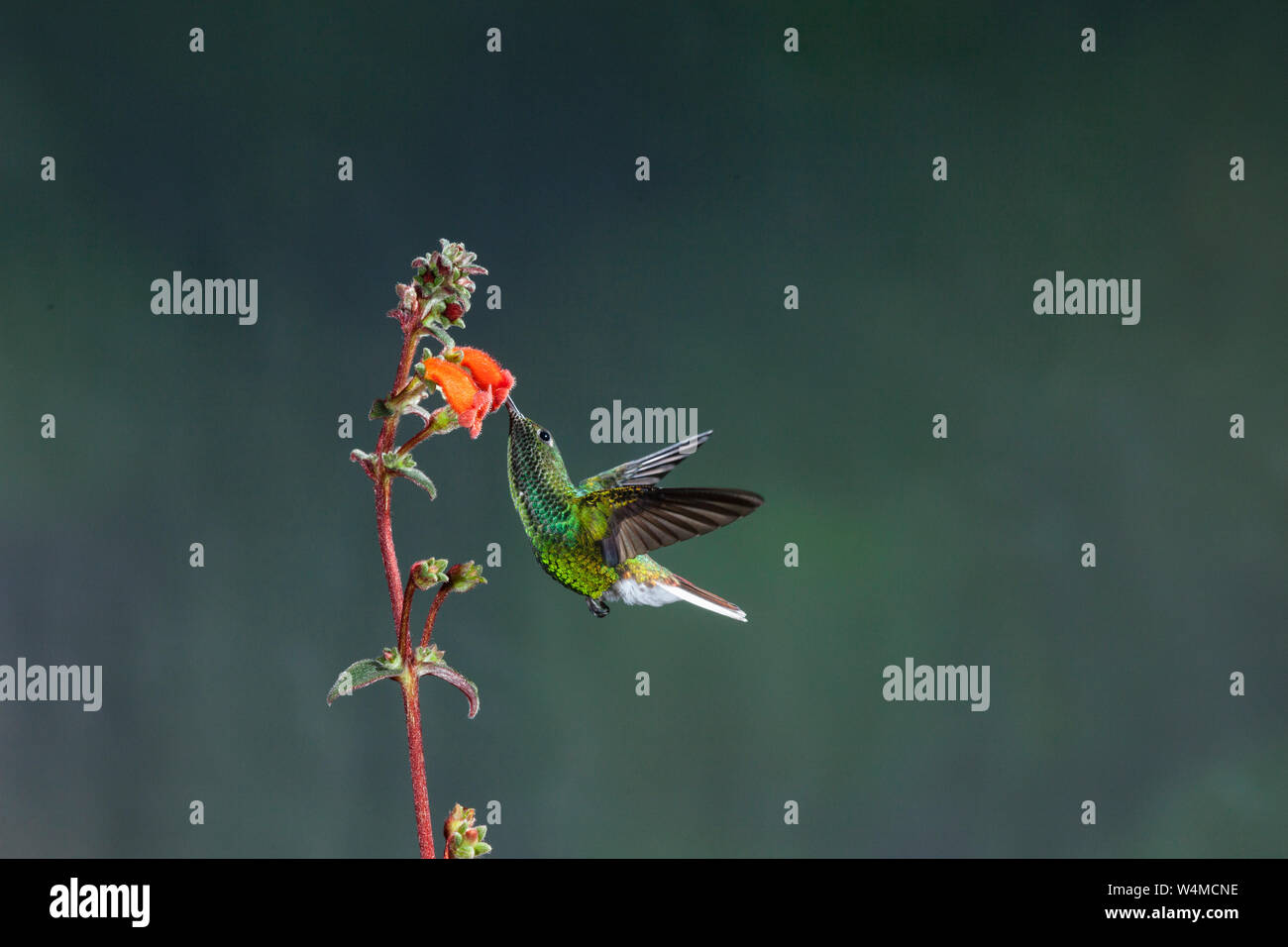 Animals, Birds, A Coppery-headed Emerald Hummingbird approaches a ...
