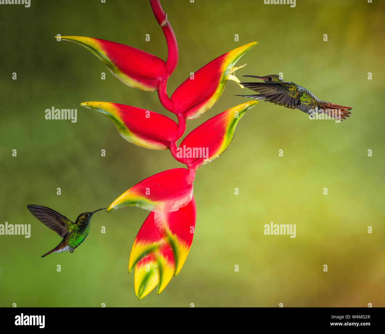 Animals, Birds, A Coppery-headed Emerald and a Rufous-tailed ...