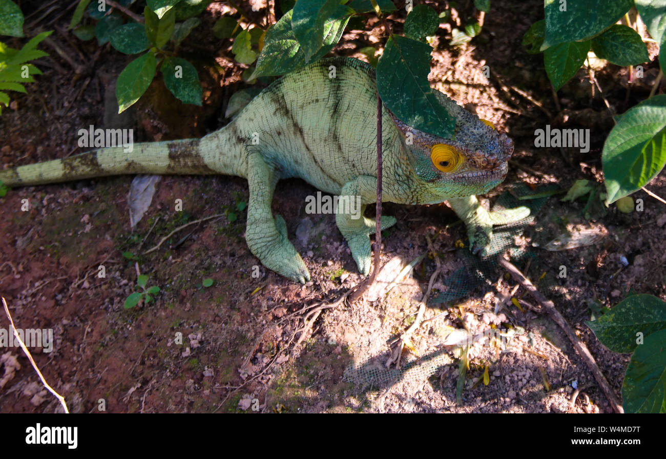 portrait of male Parson's chameleon aka Calumma parsonii in Peyrieras ...