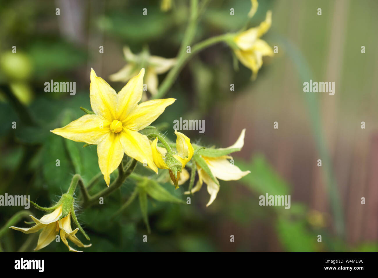 Yellow flowers of a blooming tomato in a greenhouse Stock Photo - Alamy