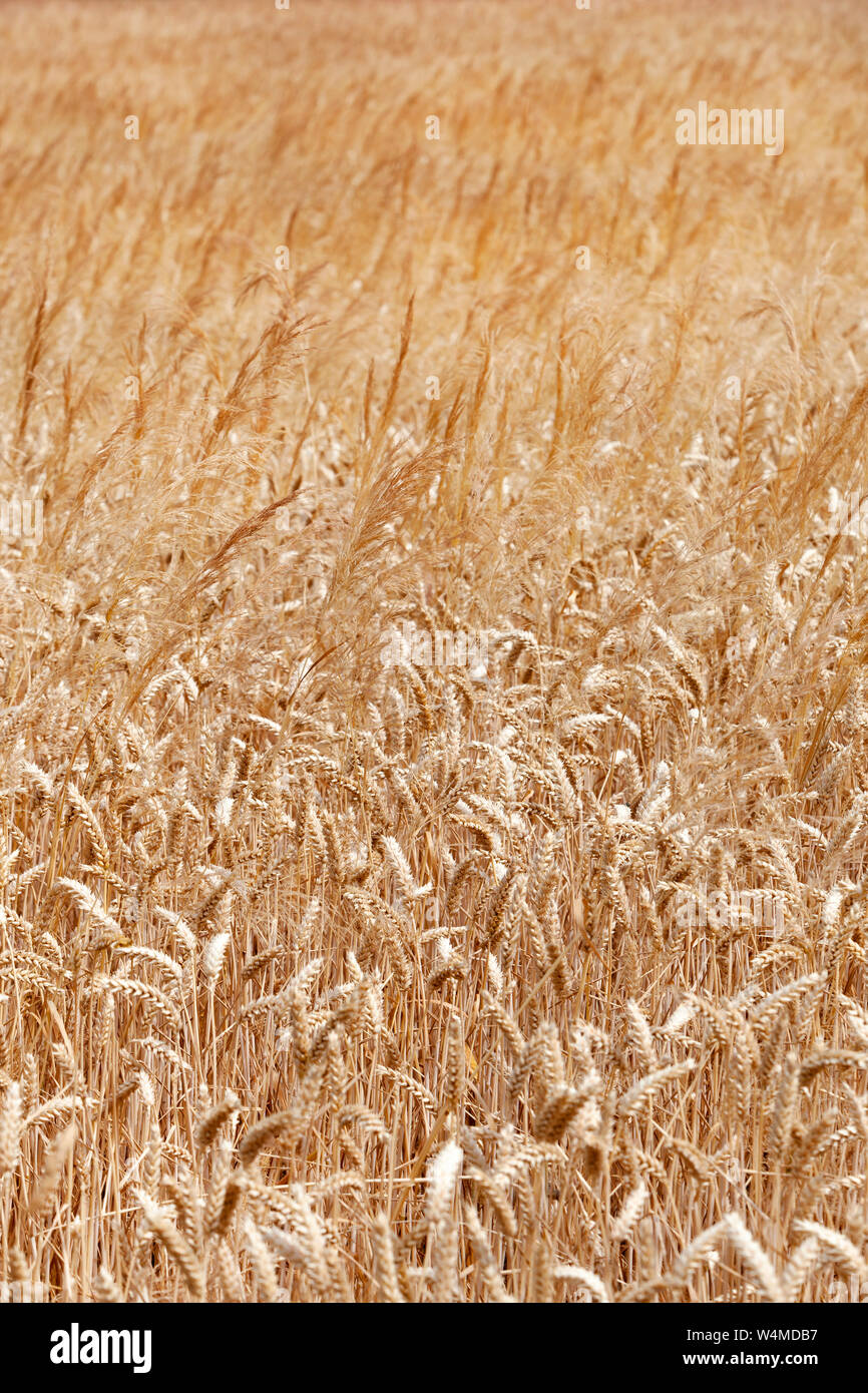 Wheat field with grass feathers in Limburg in the Netherlands Stock ...